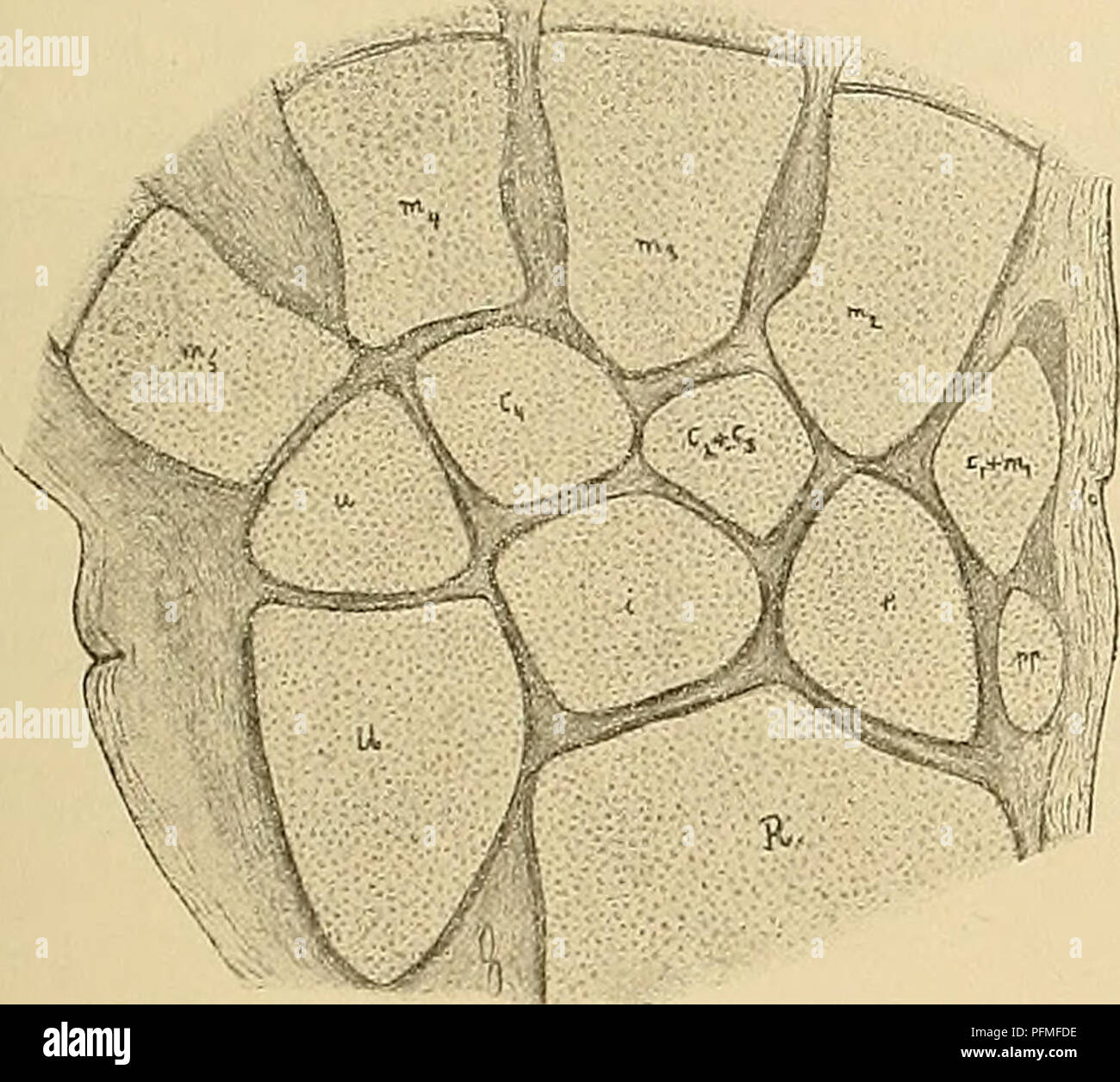 This image discusses the structure and development of external organs ...
