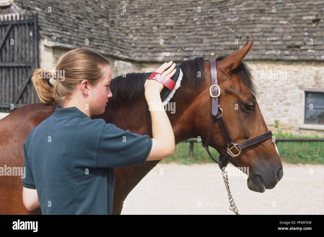 Girl grooming pony's mane with brush Stock Photo - Alamy