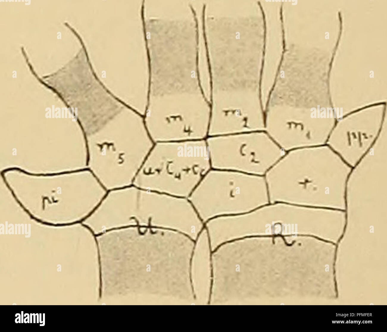 Whale skeleton illustration hi-res stock photography and images - Alamy