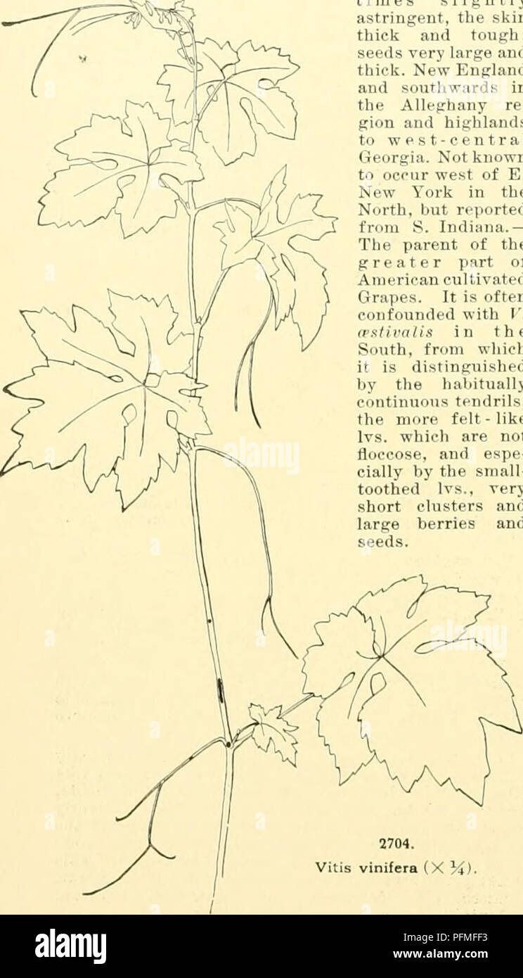 This comprehensive horticultural encyclopedia offers in-depth ...