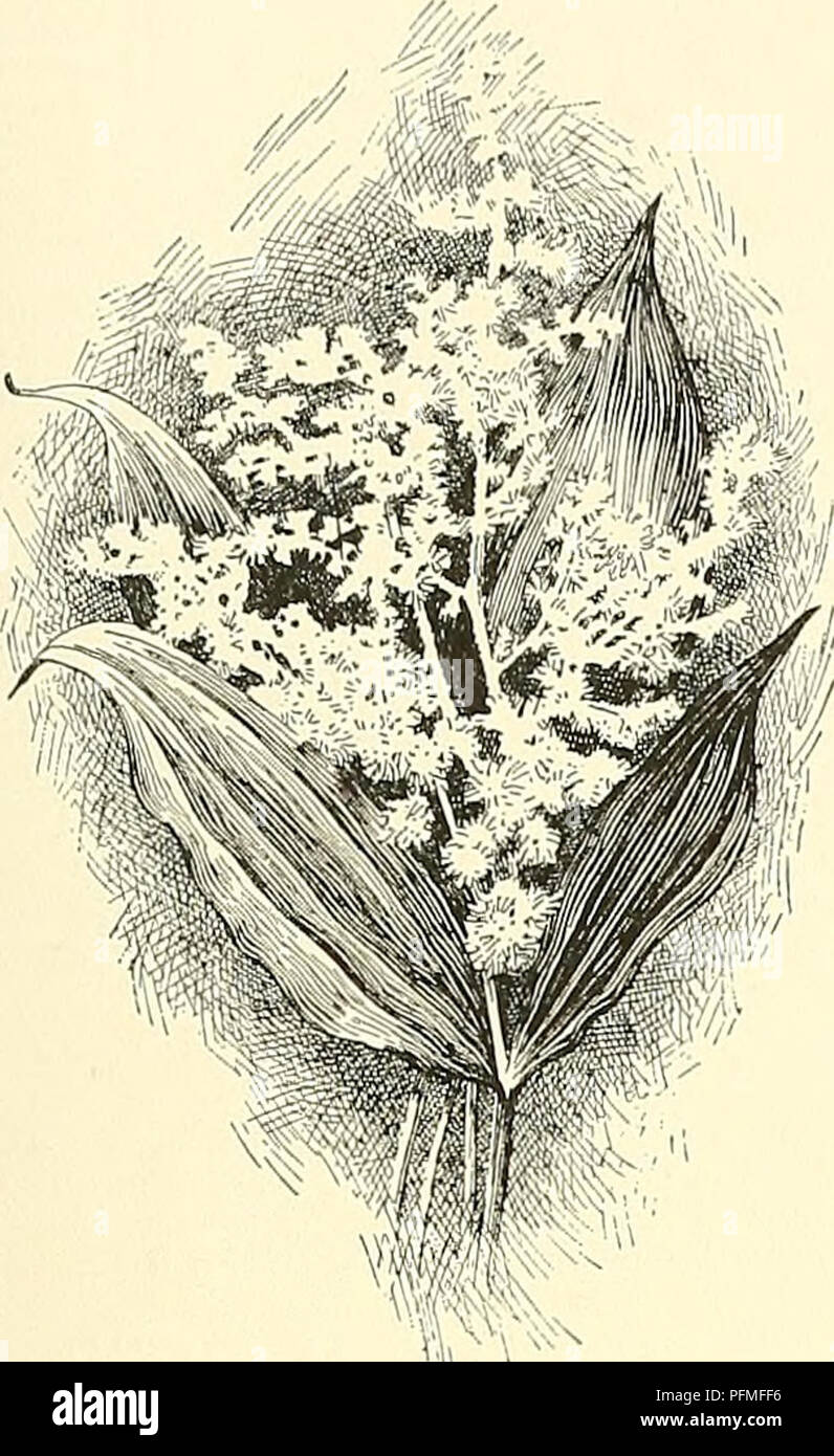 Ovoid berries hi-res stock photography and images - Alamy