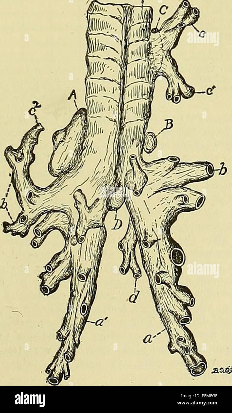 Anatomy cow organs hi-res stock photography and images - Alamy
