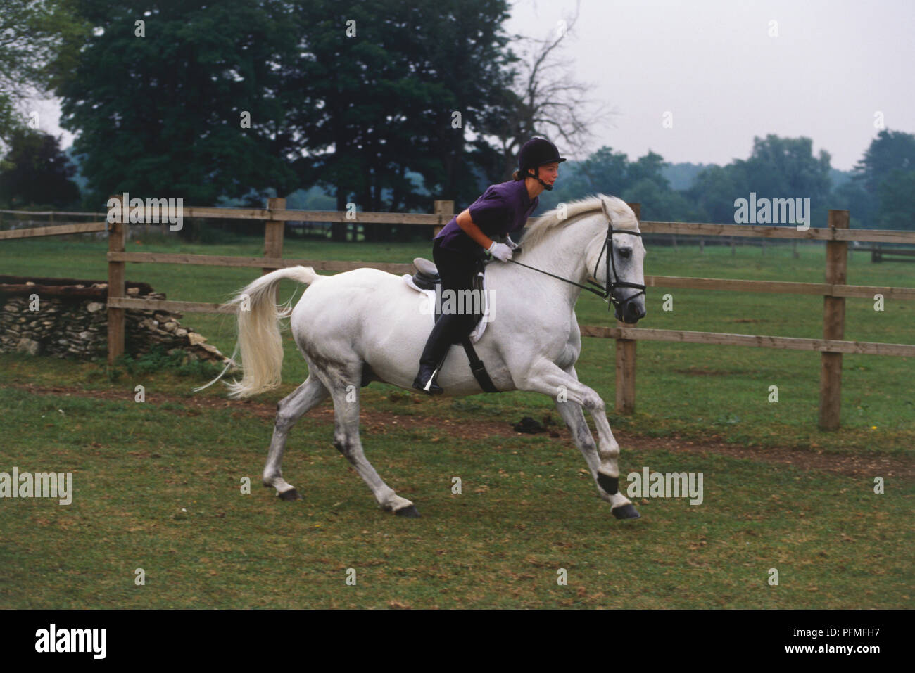 Girl leaning forward in saddle of galloping white pony (Equus caballus ...