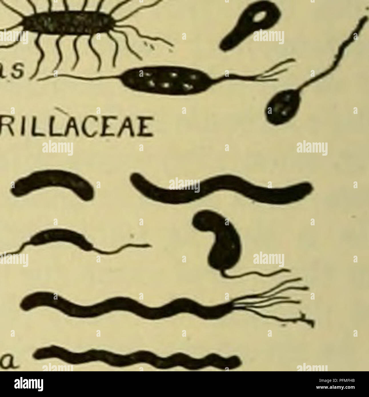 This entry from the 'Cyclopedia of Farm Animals' covers various ...
