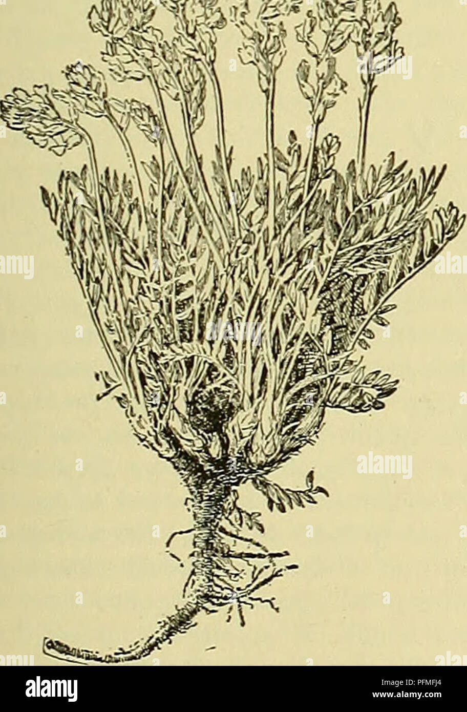 Loco weed hi-res stock photography and images - Alamy