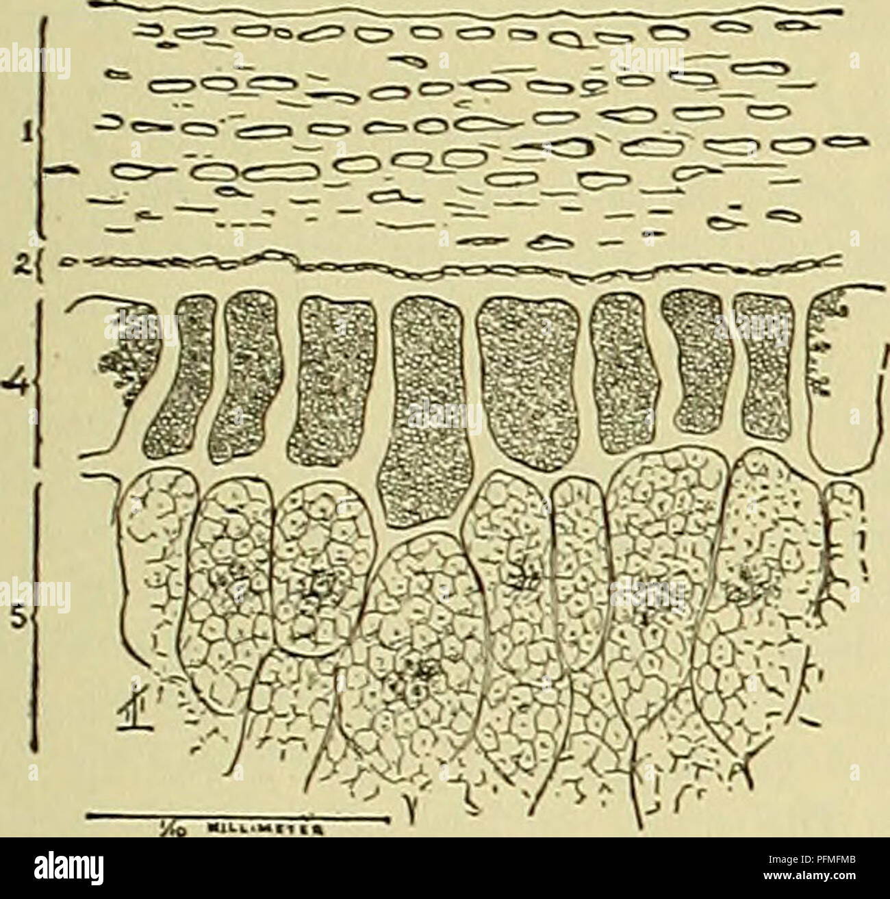 Products made from corn hi-res stock photography and images - Alamy