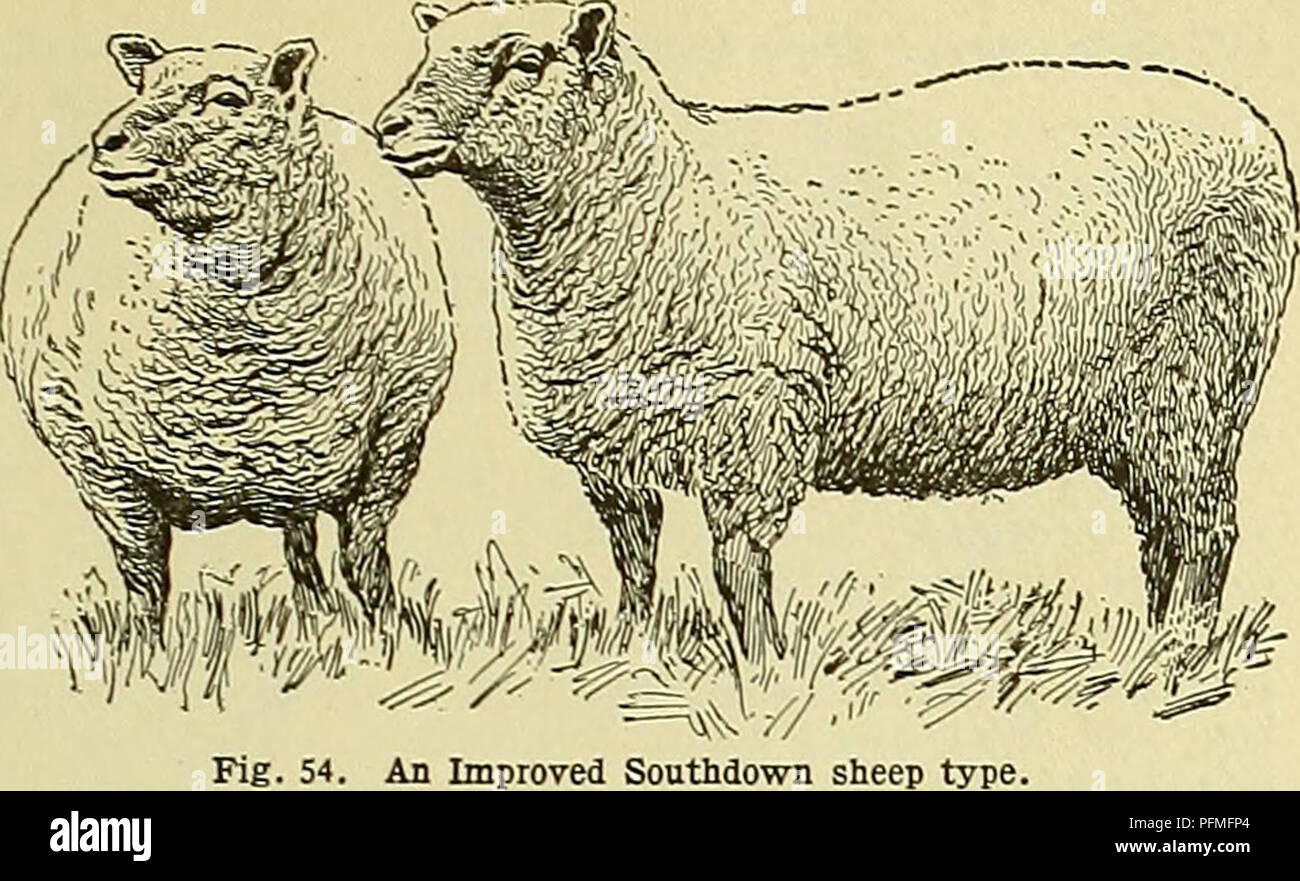 This section of the cyclopedia provides detailed descriptions of sheep ...