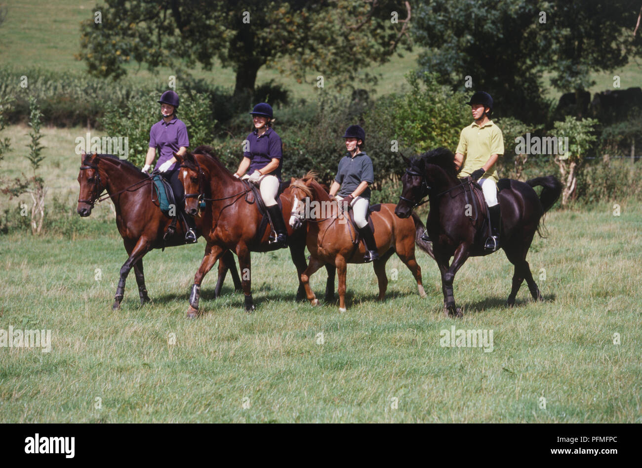 Four ponies being ridden in field Stock Photo - Alamy