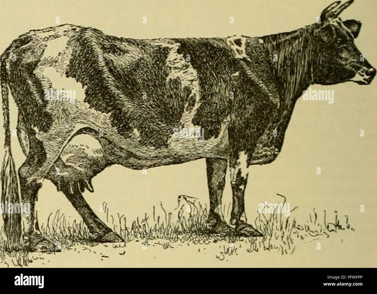 This entry from a farm animal encyclopedia discusses the ideal physical ...