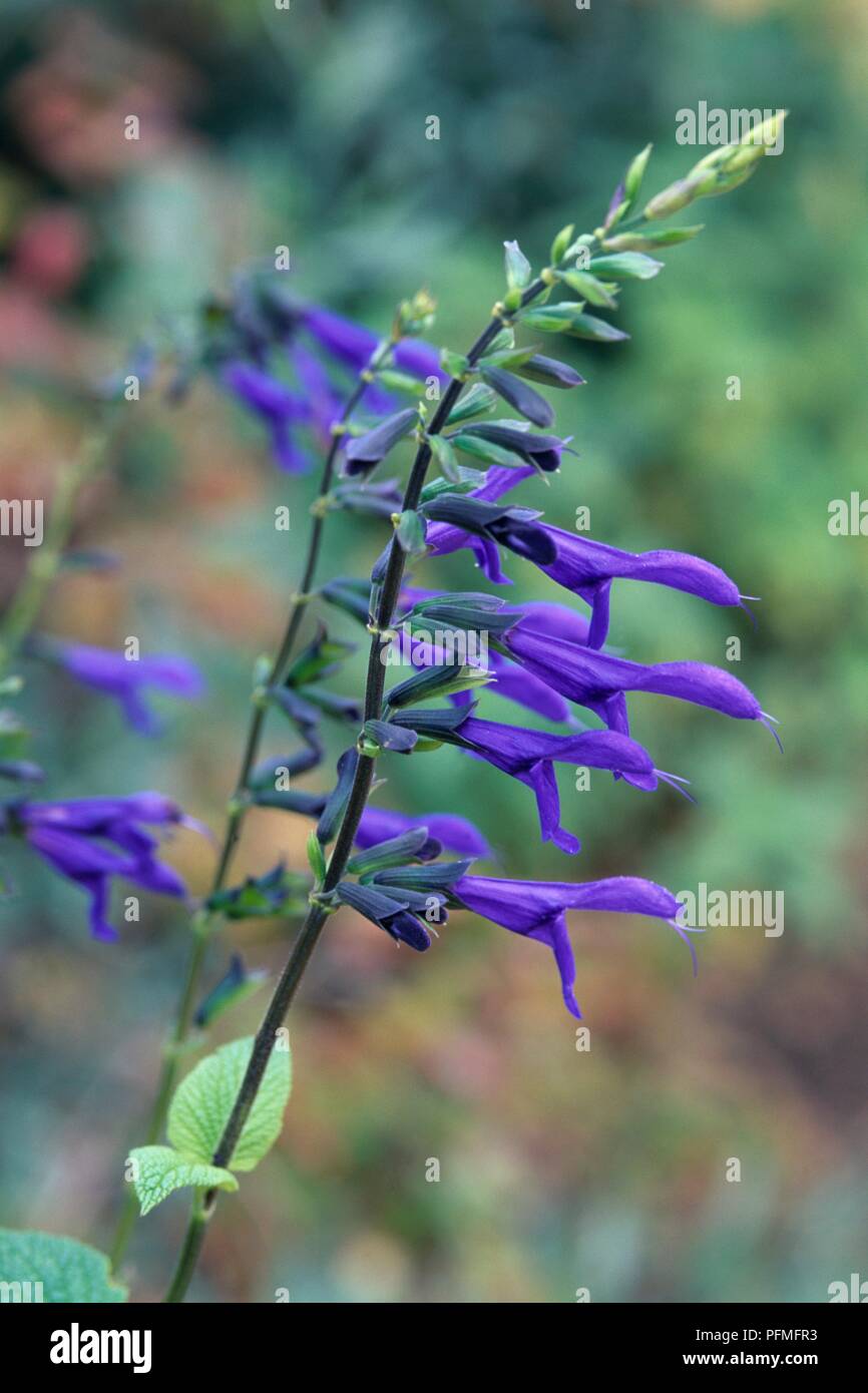 Salvia guaranitica 'Blue Enigma' (Sage), spike of blue flowers, close ...