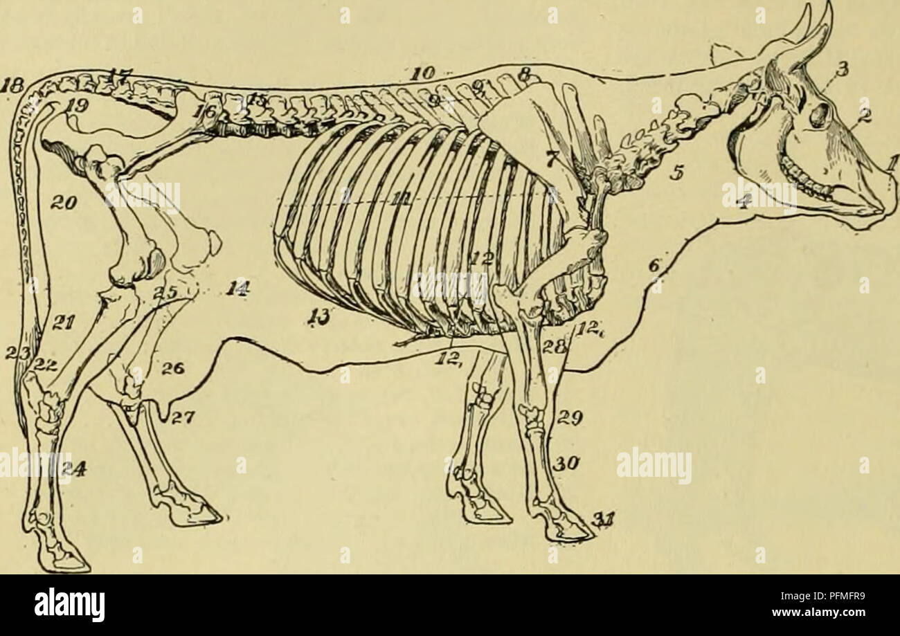 Classification of animals chart hi-res stock photography and images - Alamy