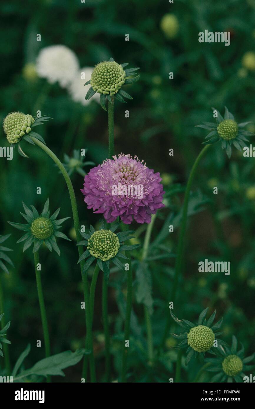 Sweet scabious flowers hi-res stock photography and images - Alamy