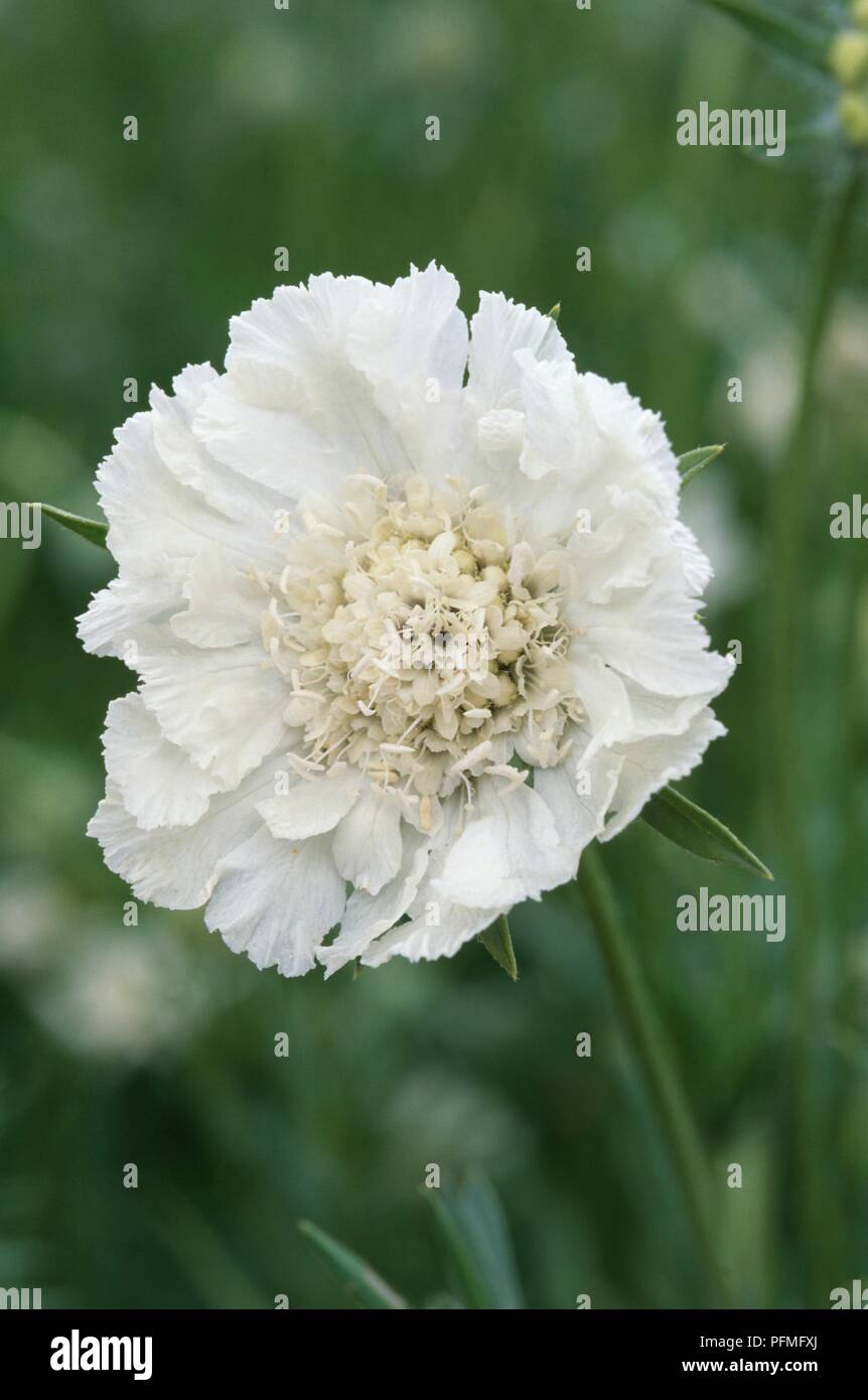 Scabiosa caucasica ‘miss willmott’ hi-res stock photography and images ...