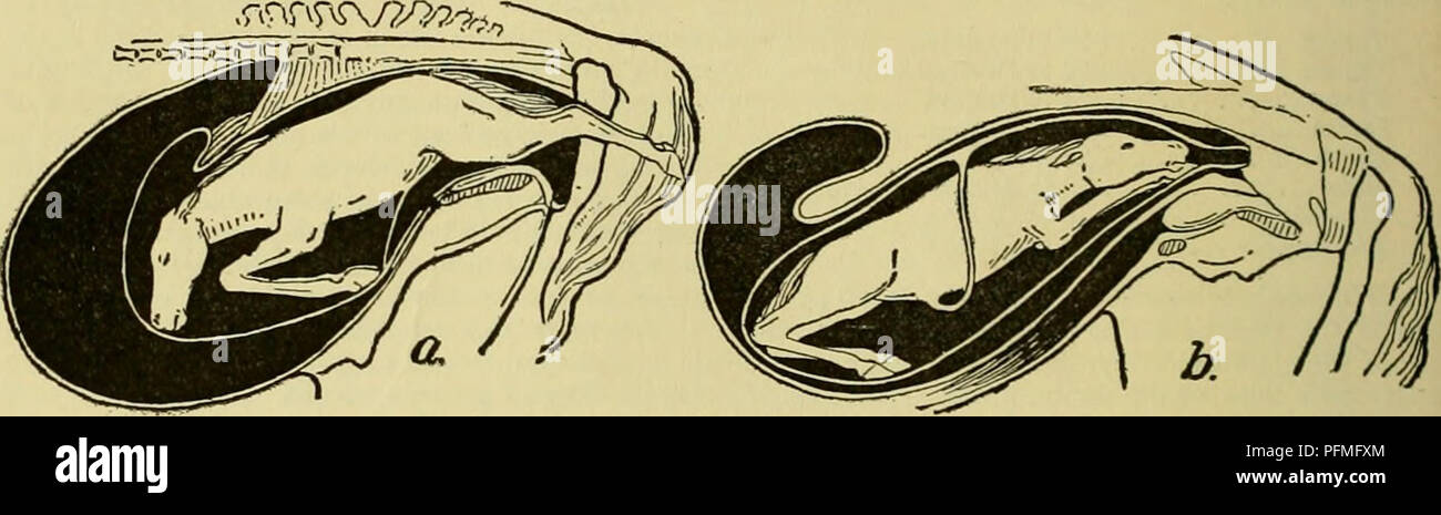 This work explores the reproductive behaviors and characteristics of ...