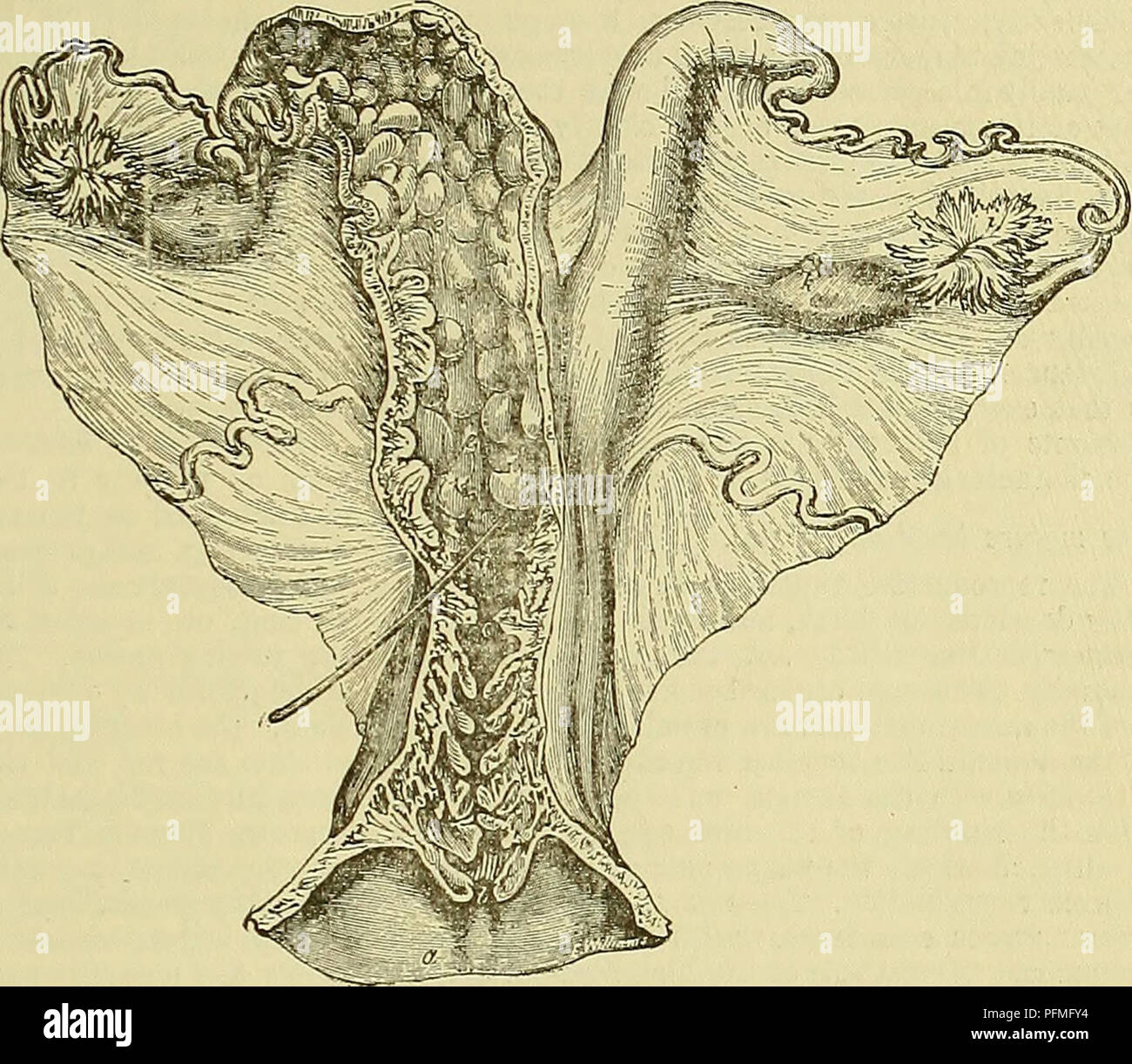 This cyclopedia provides a comprehensive guide to farm animals ...