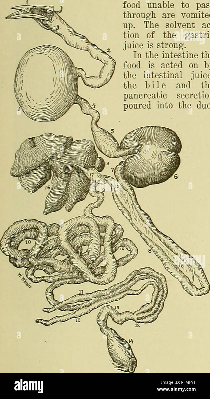 . Cyclopedia of farm animals. Domestic animals; Animal products. I ...