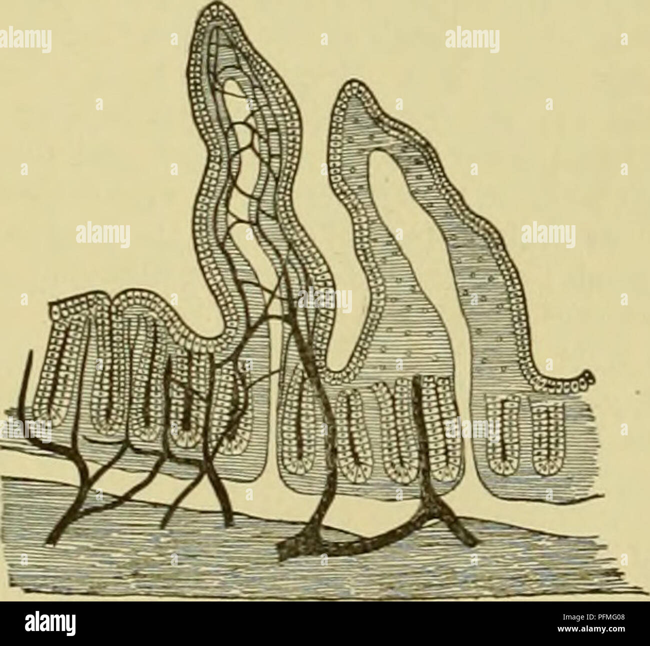 This cyclopedia provides a detailed look into the physiology of ...