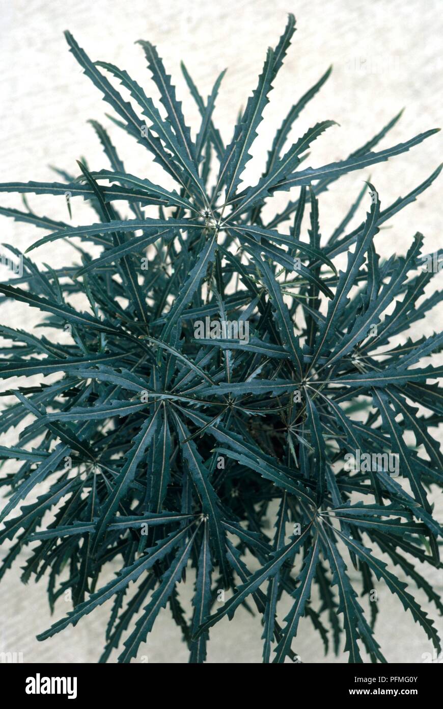 Schefflera elegantissima (False Aralia), small tree with toothed green ...