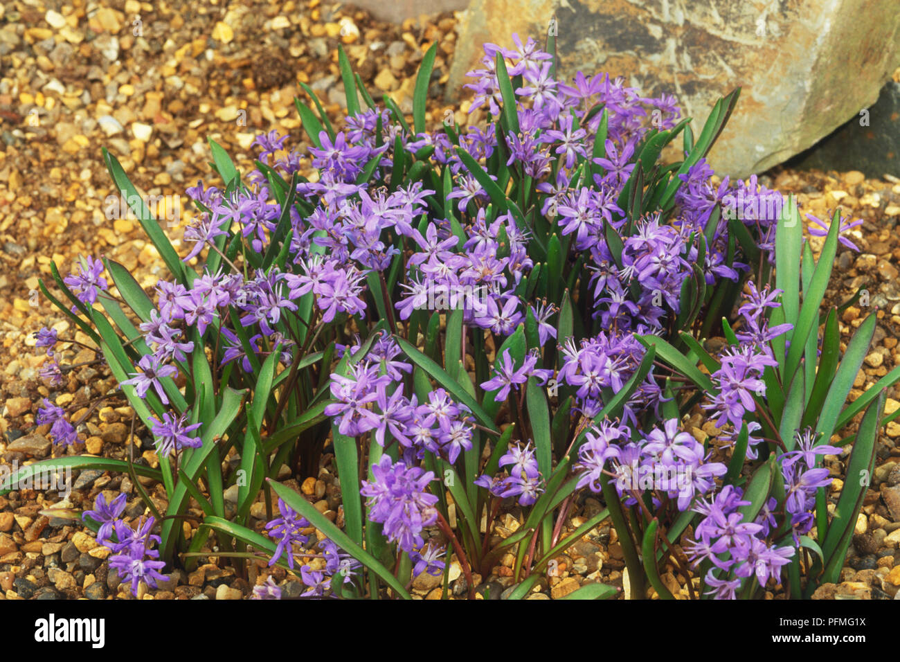 Scilla bifolia (Alpine squill), blue flowers on pebble-covered ground ...