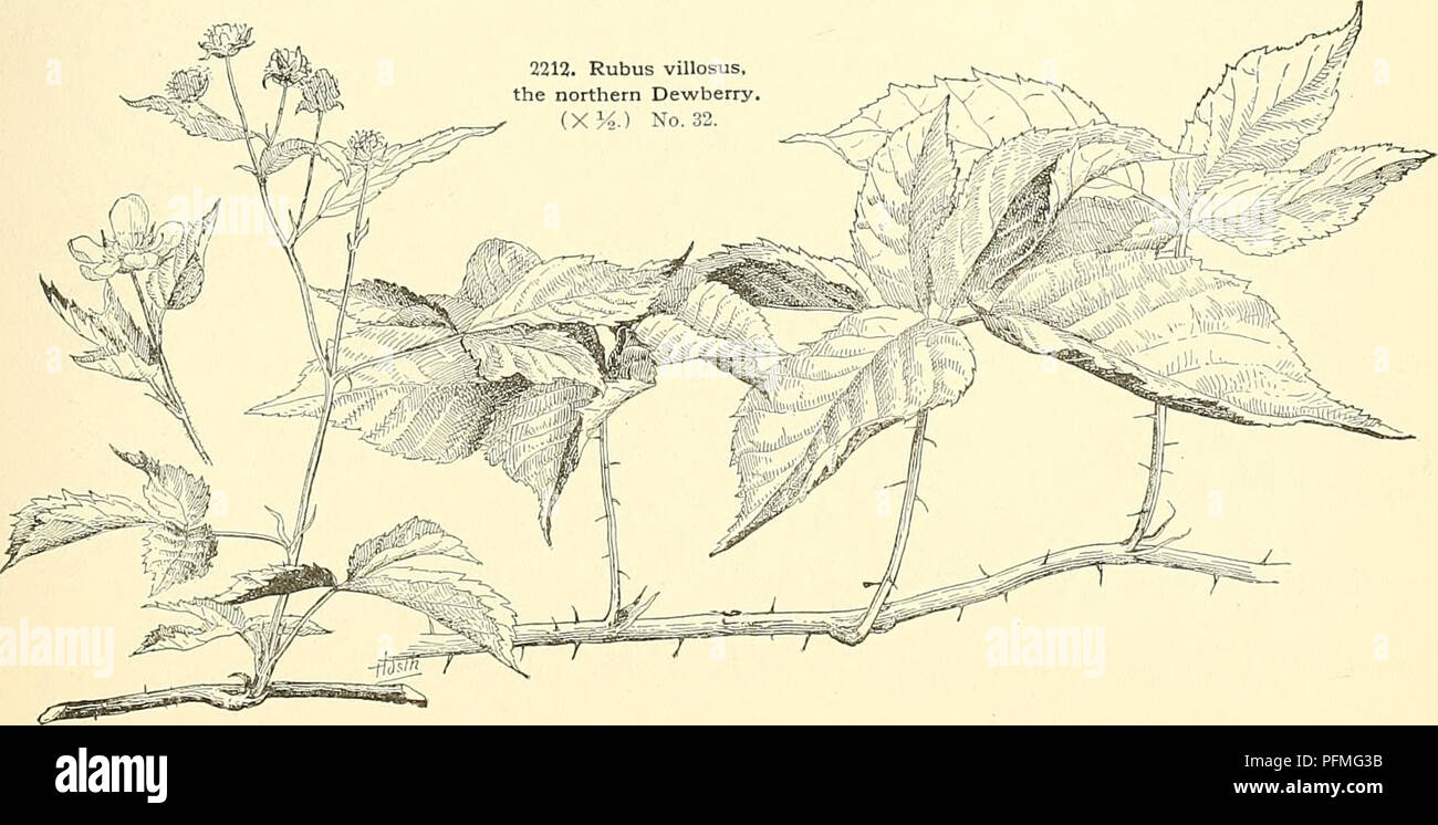 Shaffers colossal raspberry hi-res stock photography and images - Alamy