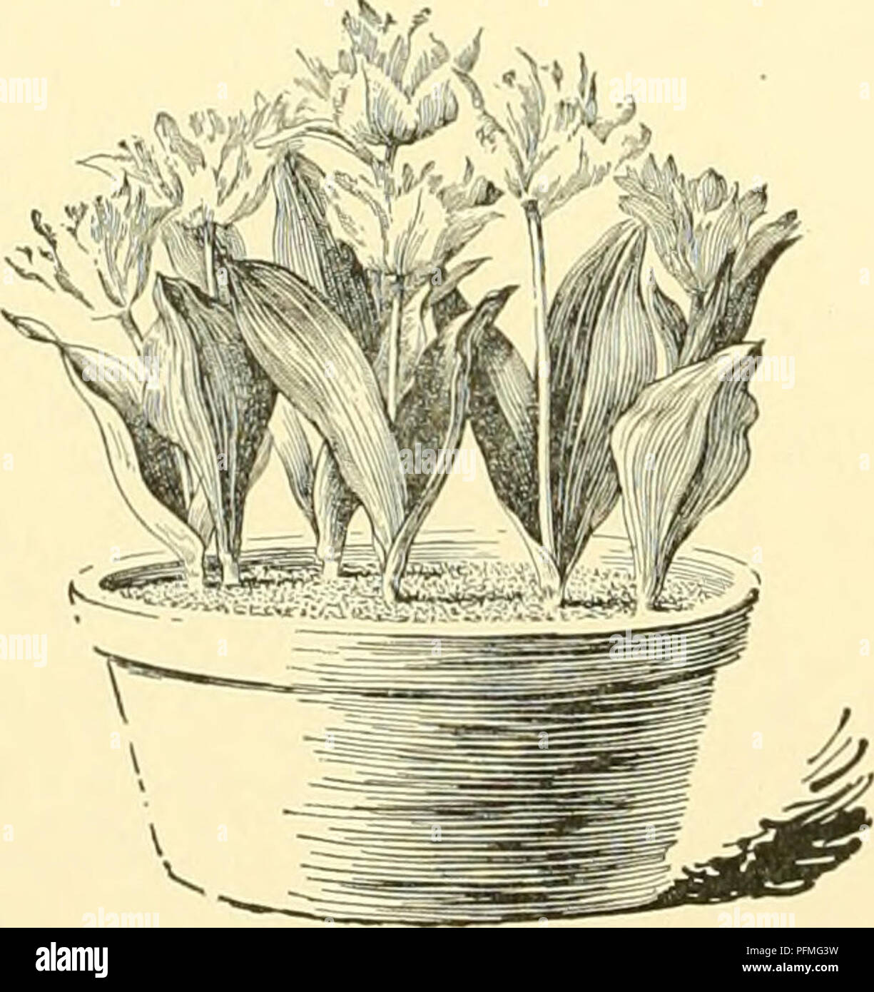 Cuspidate hi-res stock photography and images - Alamy