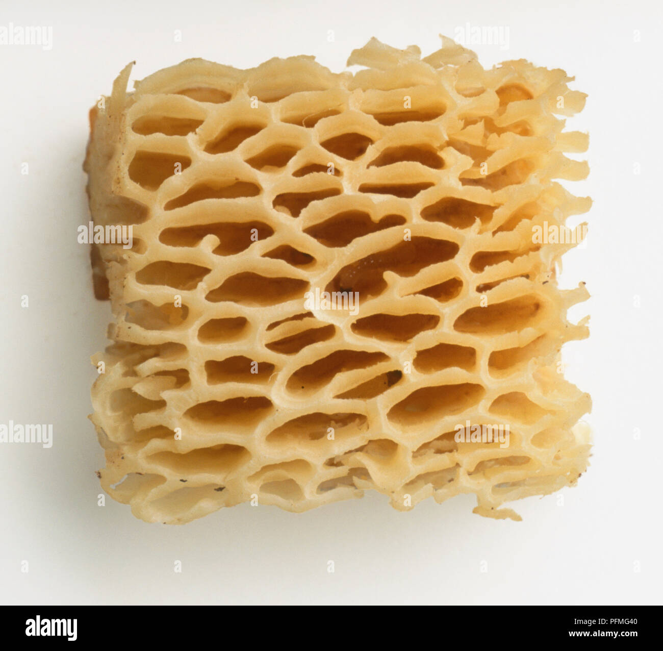 Cross section showing fungus pores, close-up Stock Photo - Alamy