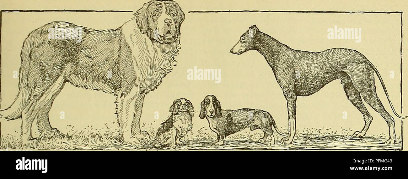 Domestication process hi-res stock photography and images - Alamy