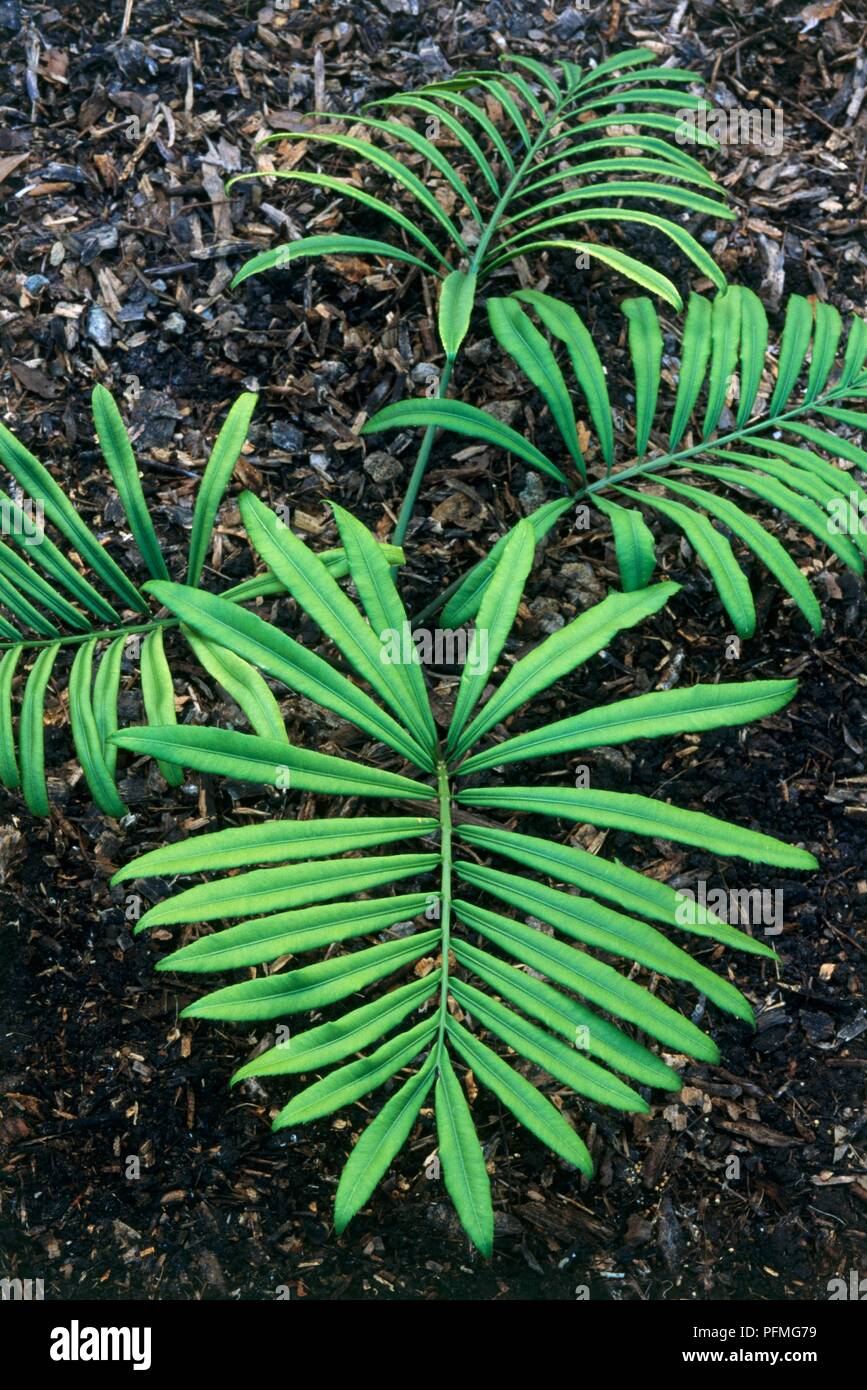 Stangeria hi-res stock photography and images - Alamy