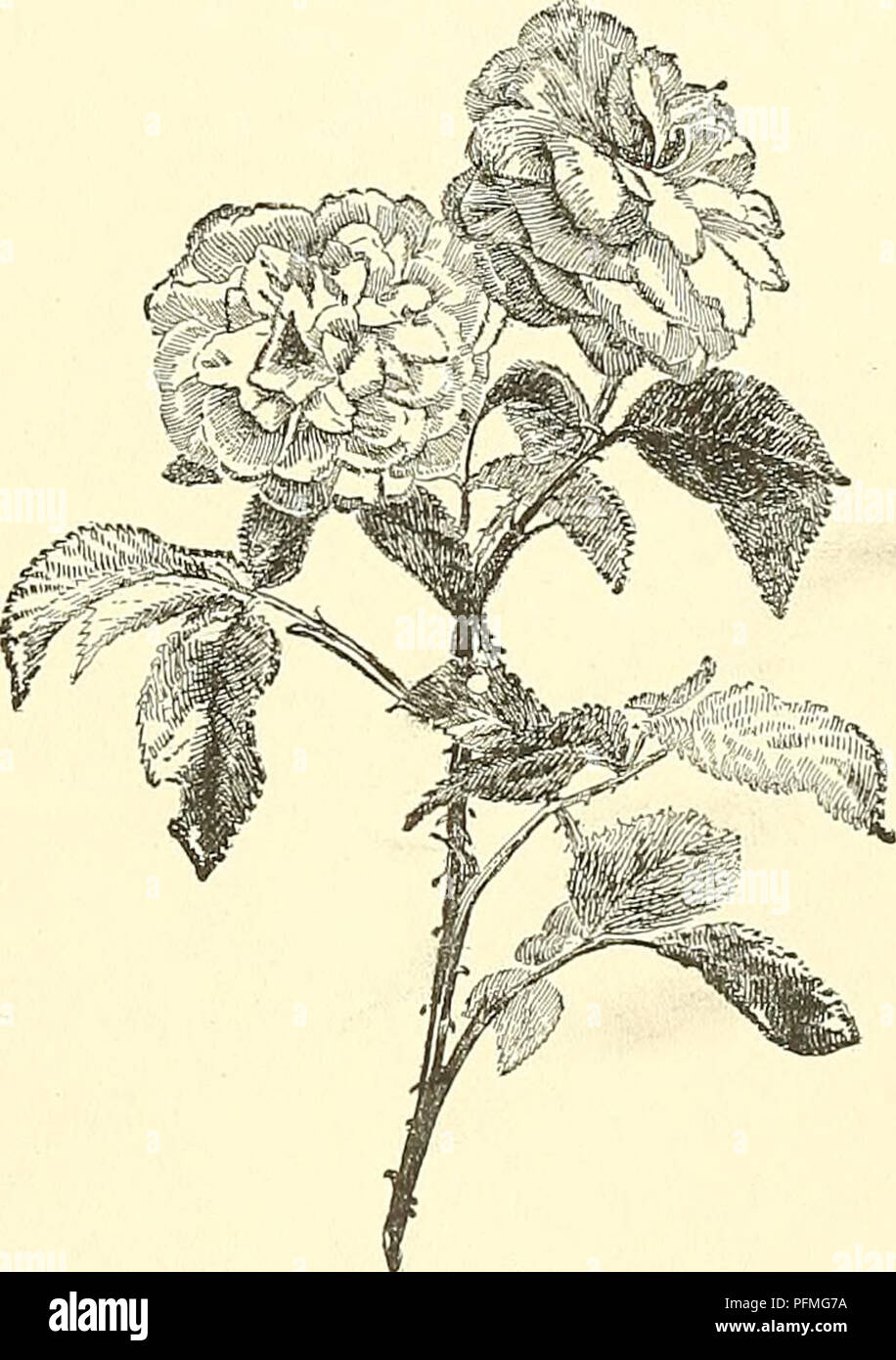 The *Cyclopedia of American Horticulture* provides practical advice on ...