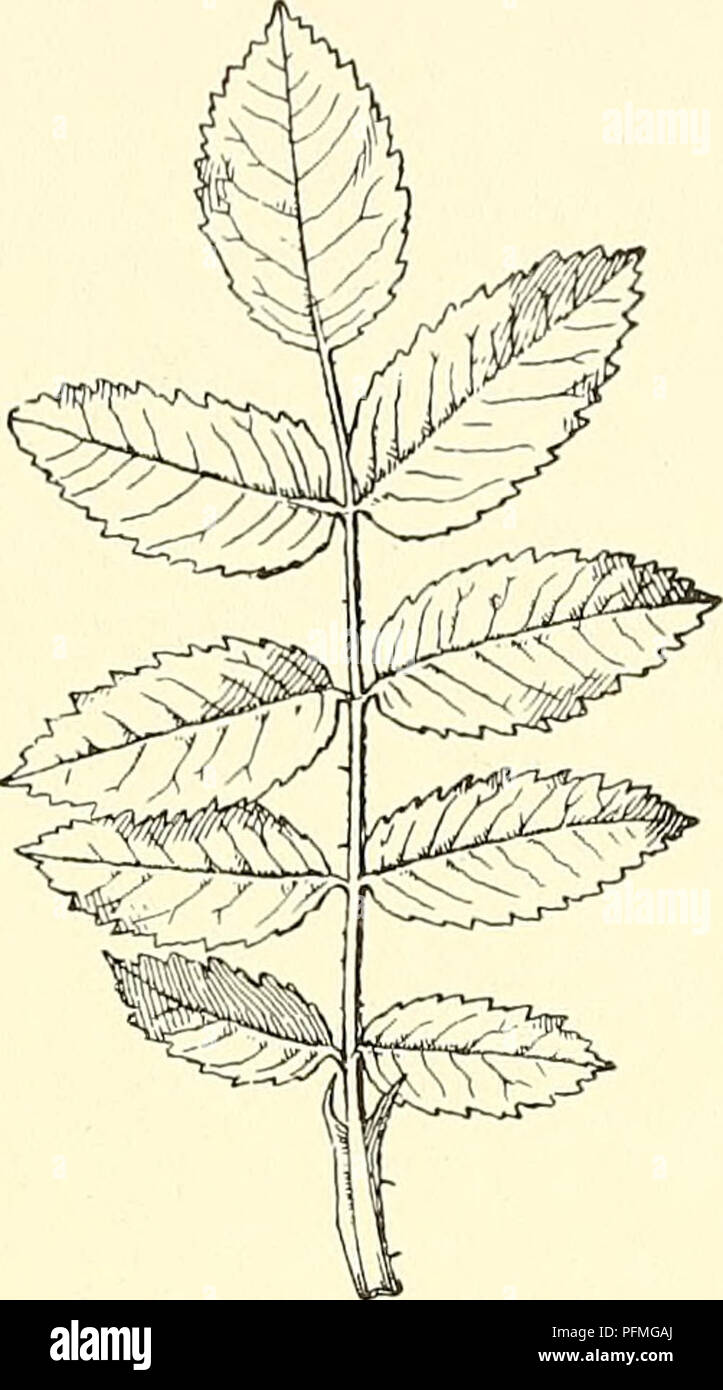 . Cyclopedia of American horticulture, comprising suggestions for ...