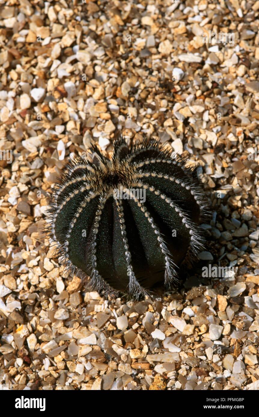 Uebelmannia pectinifera, ball-shaped cactus on pebble surface, close-up ...