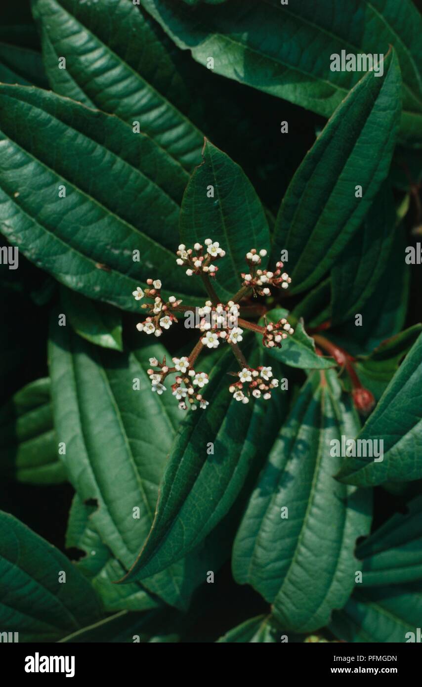 Viburnum davidii hi-res stock photography and images - Alamy