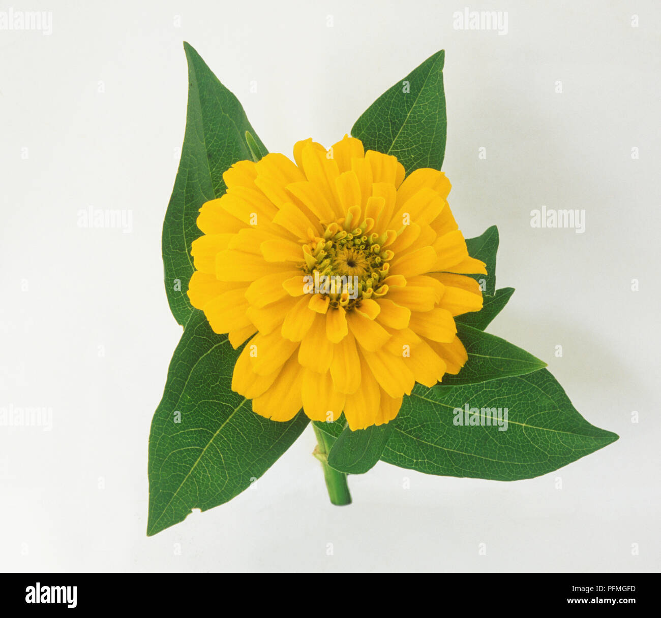 Peter pan head hi-res stock photography and images - Alamy