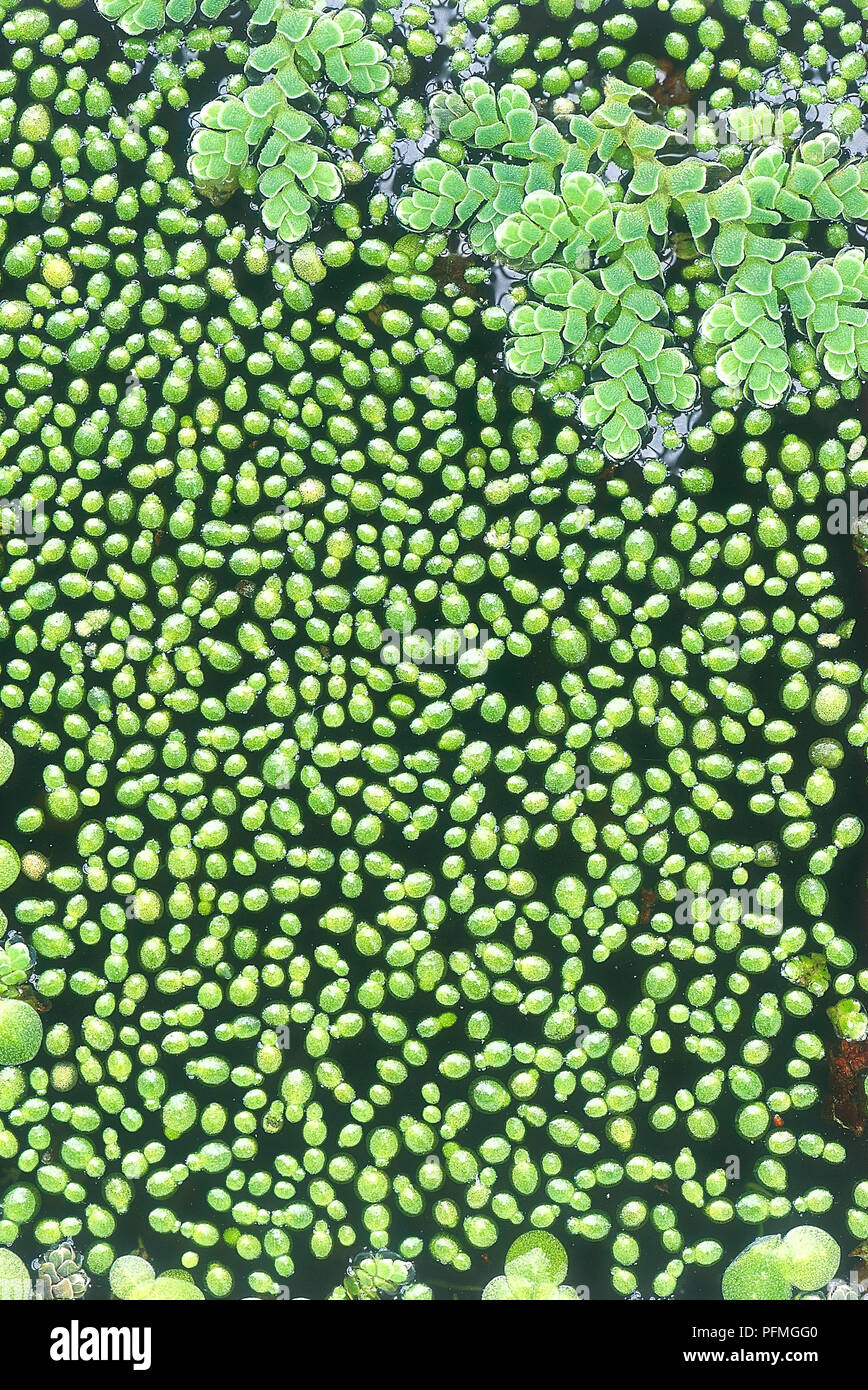 What Fish Will Eat Watermeal?