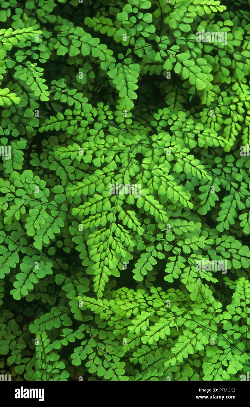 Adiantum venustum (Maidenhair Fern), abundance of small pinnate leaves ...