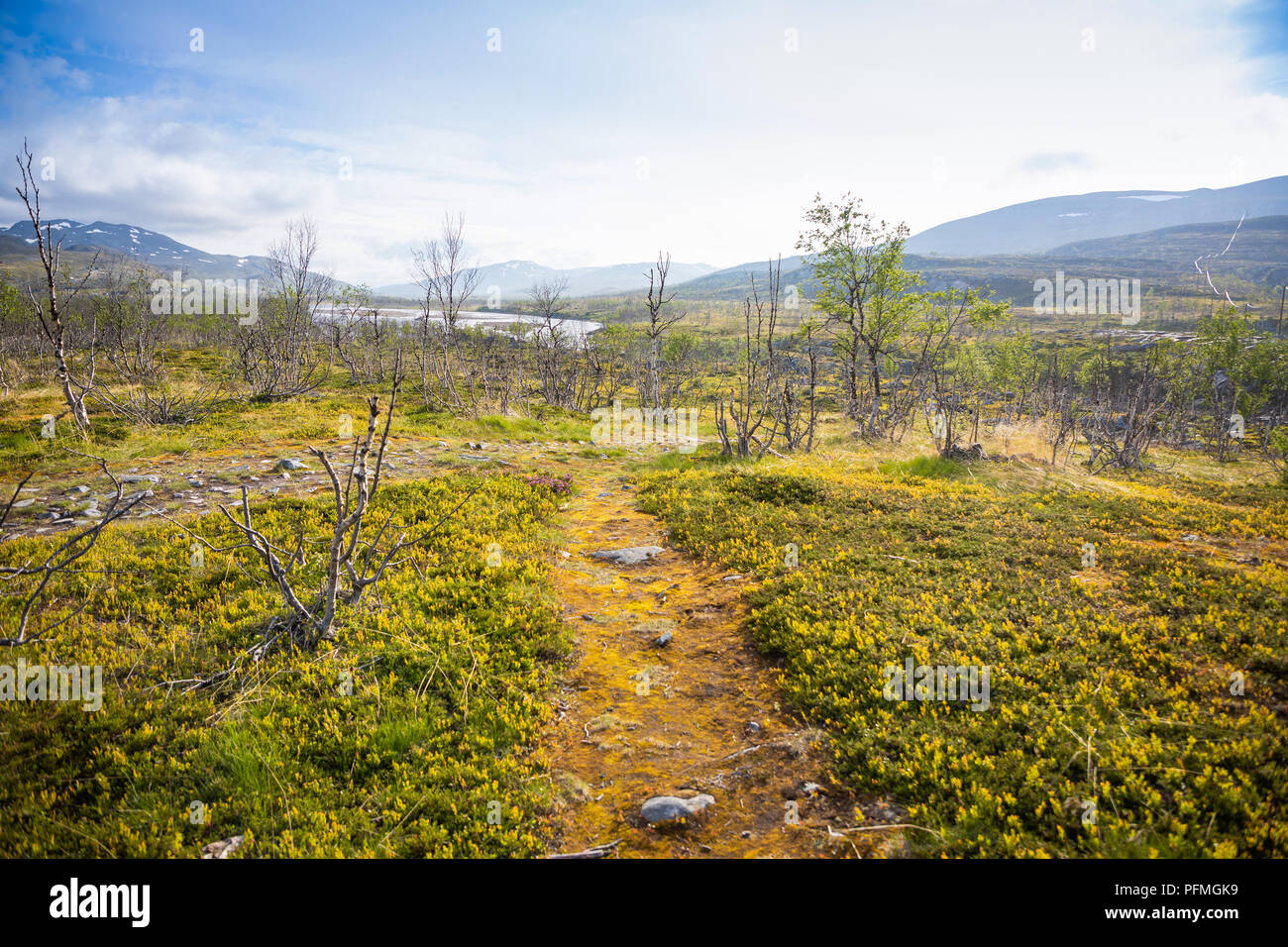 Scandinavia forest hi-res stock photography and images - Alamy