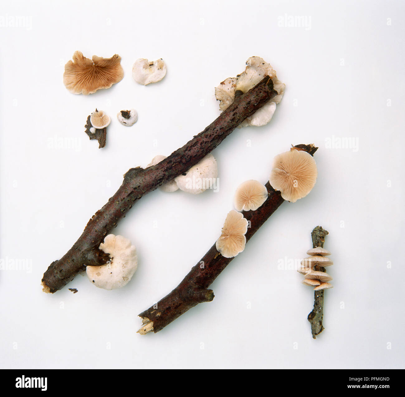 Variable colour hi-res stock photography and images - Alamy