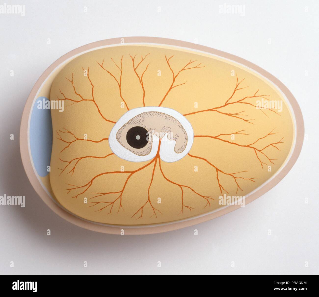Development of the embryo of the bird hi-res stock photography and ...