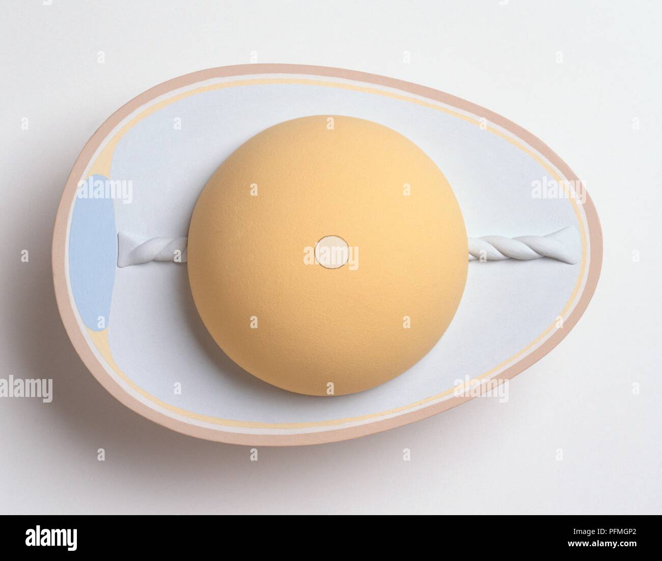 Development of the embryo of the bird hi-res stock photography and ...