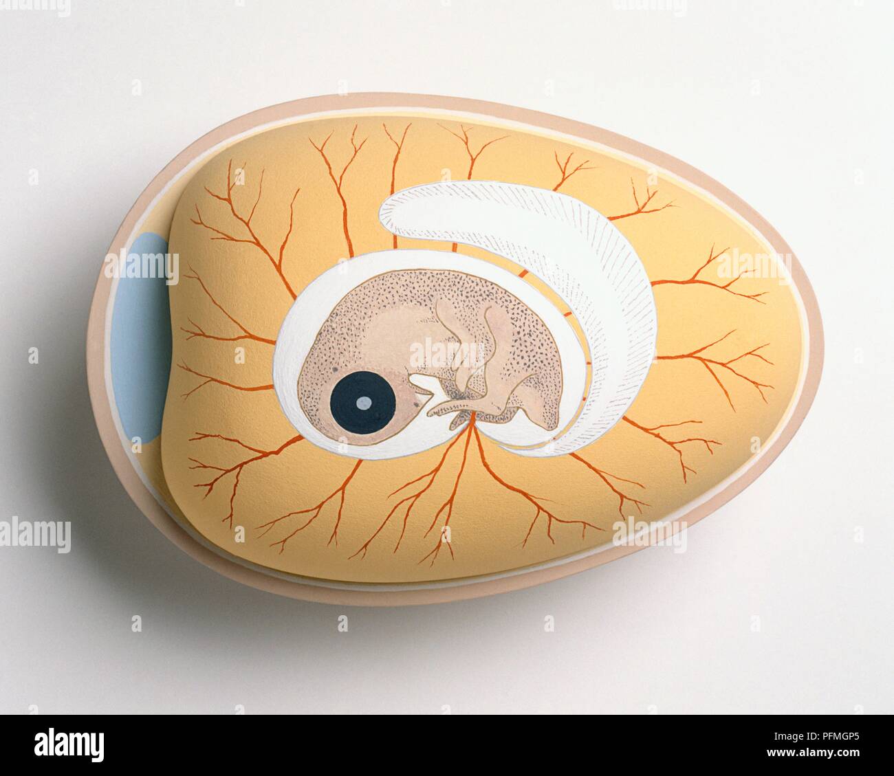 Model of 7-day-old bird's egg with embryo developing Stock Photo - Alamy