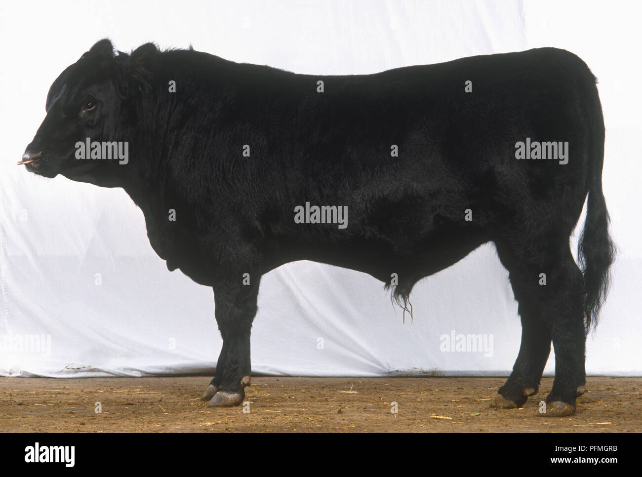 Camargue Cattle, black bull, side view Stock Photo - Alamy