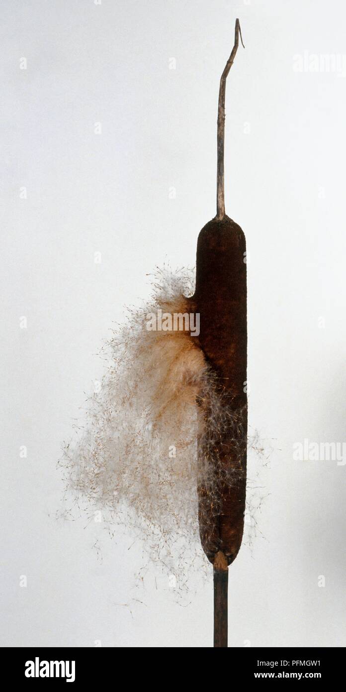 Mace flower hi-res stock photography and images - Alamy