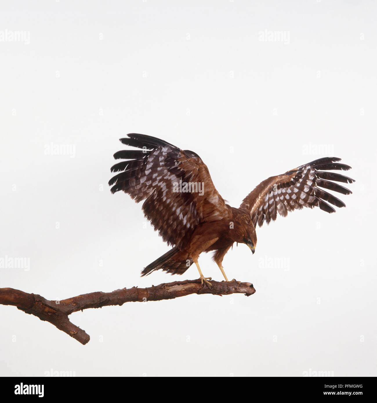 African Harrier Hawk (Polyboroides typus), bird of prey perching on ...