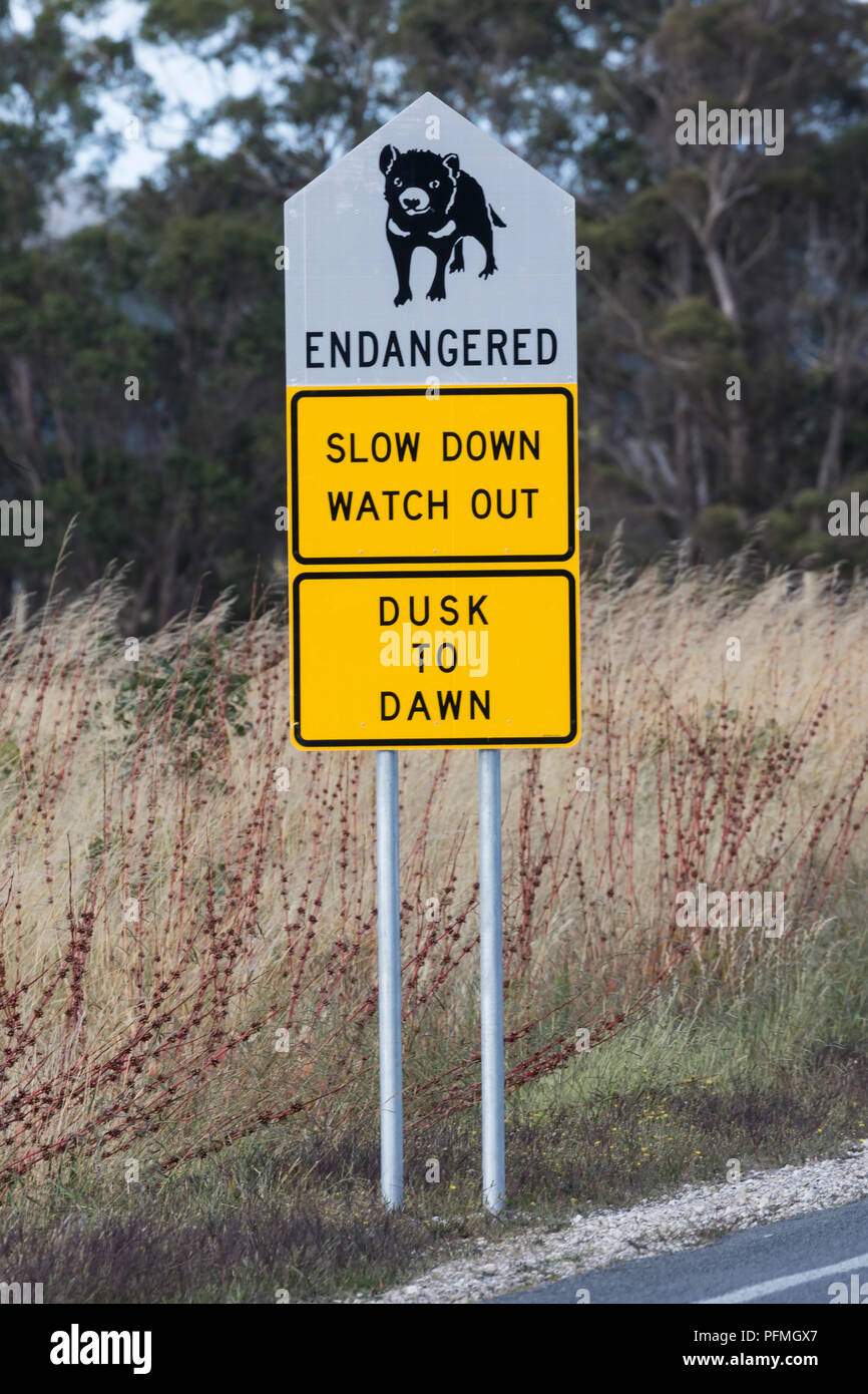 Tasmanian devil tasmania hi-res stock photography and images - Alamy