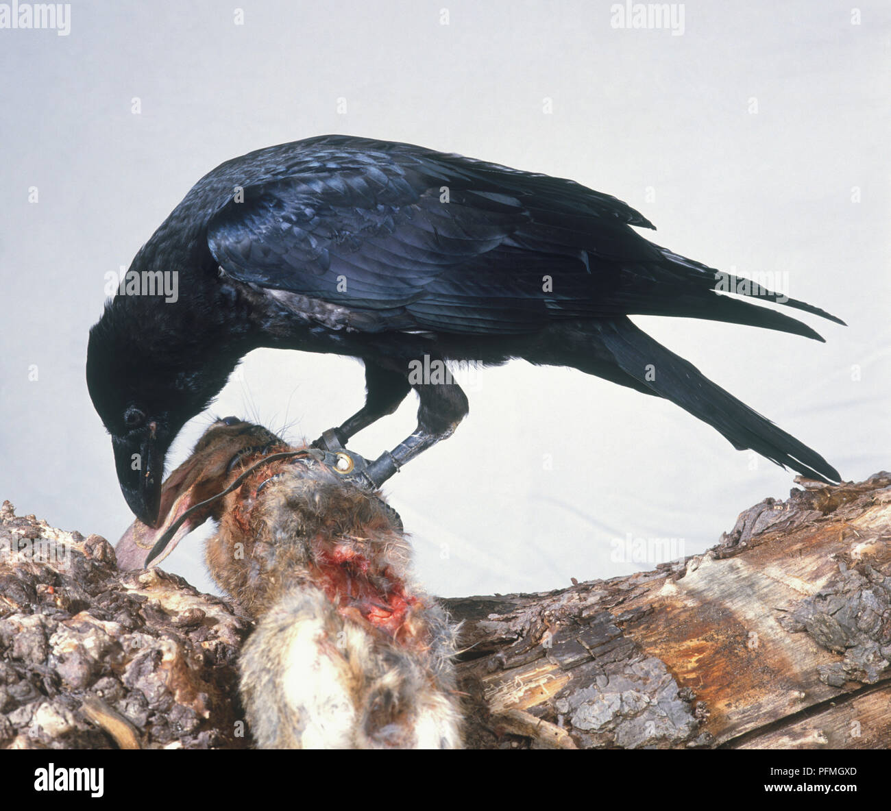 Raven eating carrion hi-res stock photography and images - Alamy
