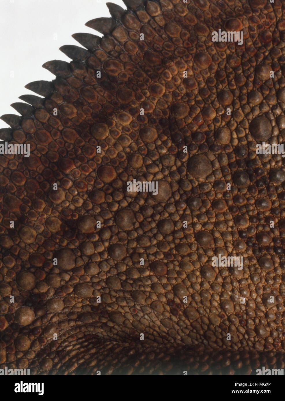 Bumpy skin close up hi-res stock photography and images - Alamy