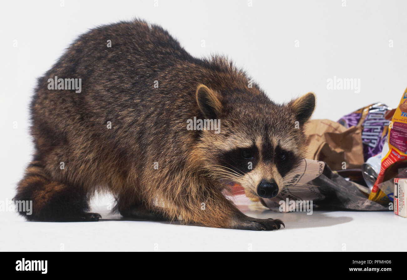 Procyonidae Family High Resolution Stock Photography and Images - Alamy