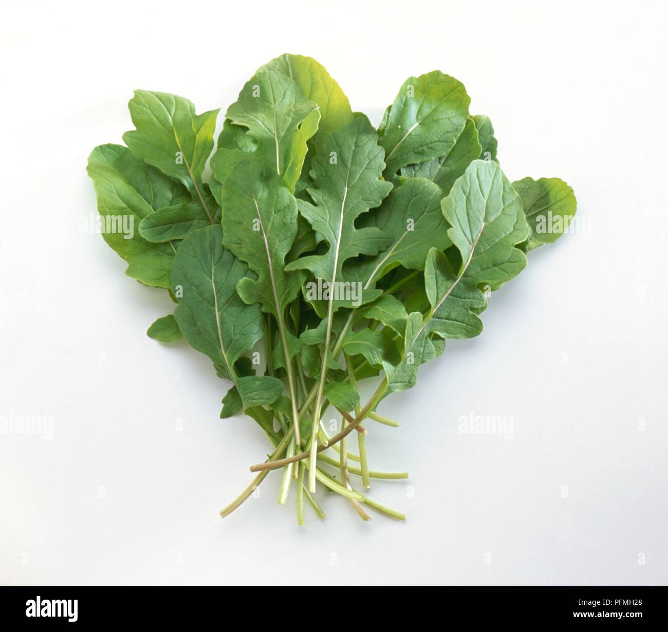 Eruca vesicaria subsp sativa (Salad Rocket), fresh green, leaves Stock ...