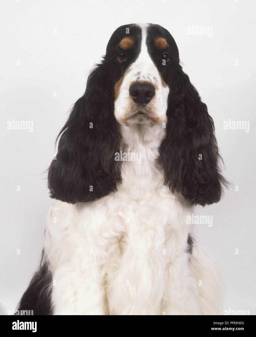 Head of sitting English Cocker Spaniel Dog (Canis familiaris), front ...