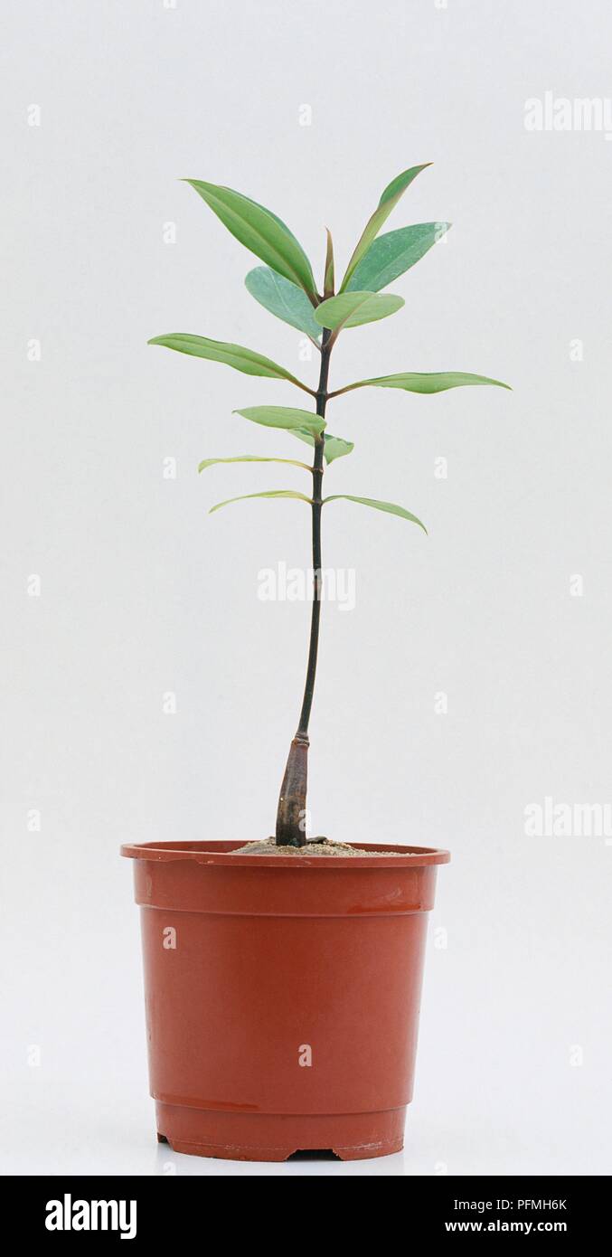 Bruguiera sp. (Mangrove) in plant pot Stock Photo - Alamy